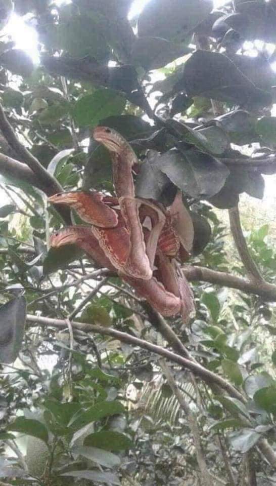 Ingatkan ular bertenggek atas pokok, rupa-rupanya