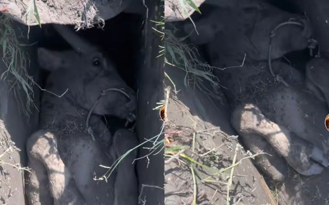 Kerbau terkangkang dalam longkang, netizen jadi bingung macamana boleh ...