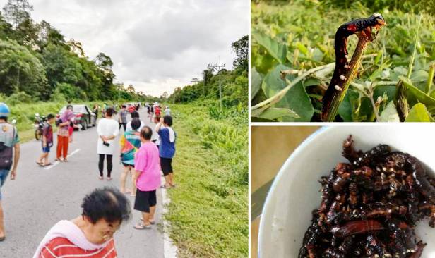 Harga setaraf daging wagyu, satu kampung berkerumun kutip ulat lamas