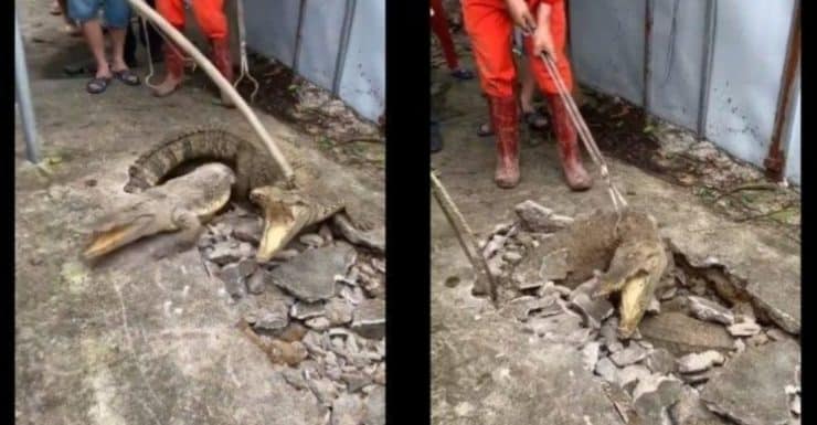 Tiga ekor buaya tiba-tiba muncul dari bawah tanah menimbulkan tanda ... Tiga ekor buaya tiba-tiba muncul dari bawah tanah menimbulkan tanda ...
