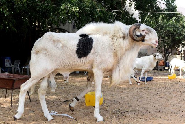 Beli rumah atau biri-biri? Ini biri-biri 'lambang kemegahan' bukan kaleng-kaleng, harga boleh ...