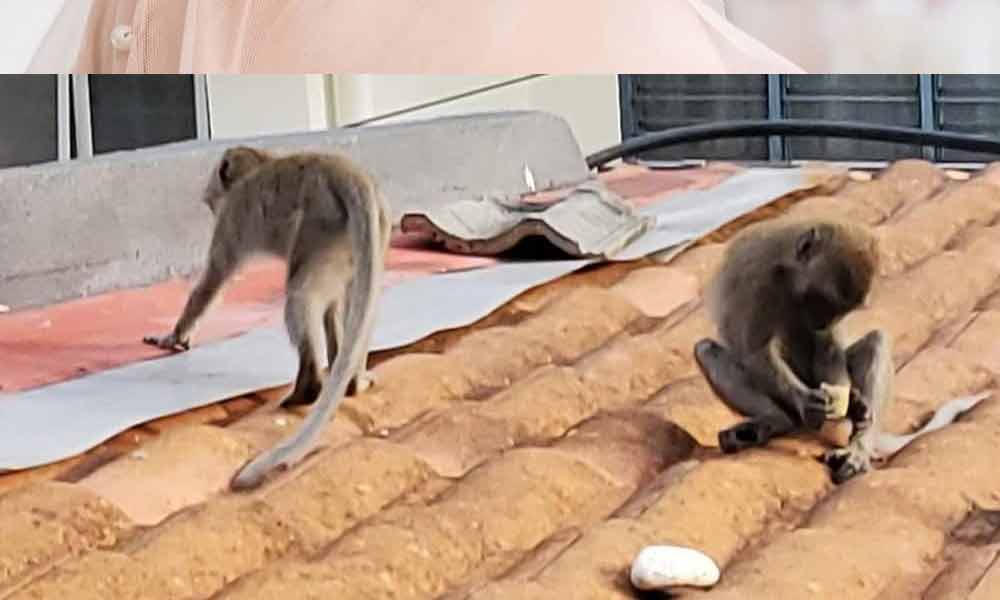 Monyet selalu sangat usik tanaman dan rumah, guna dua bahan ini je ...