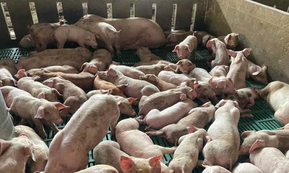 Baru tahu ini harga seekor babi di Malaysia