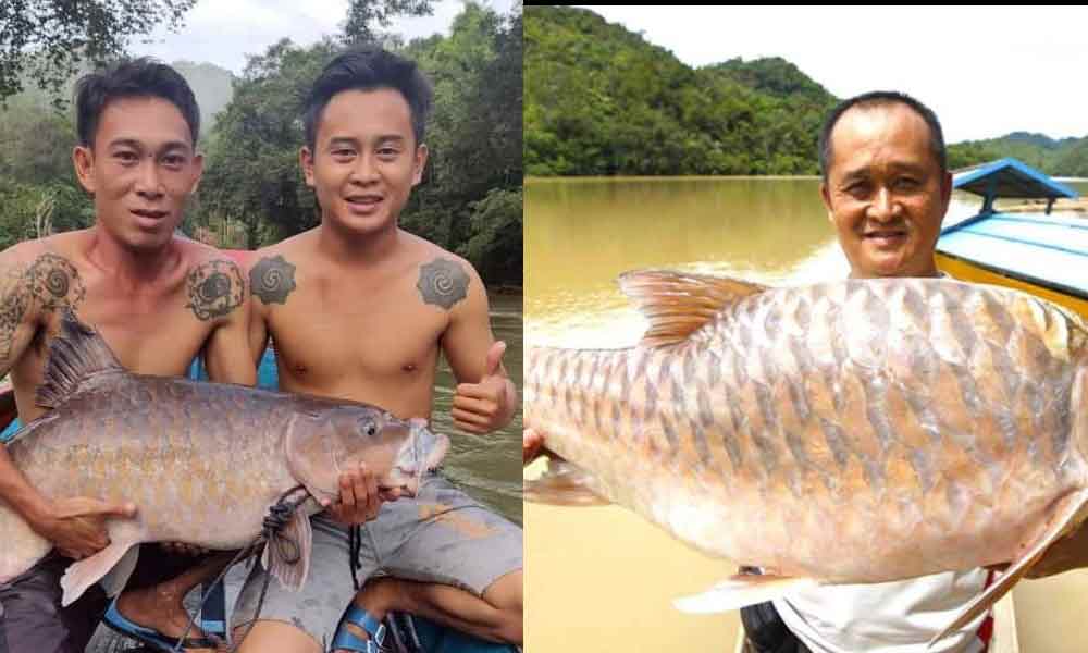 Ikan paling mahal di dunia rupanya hidup di Sungai Sarawak